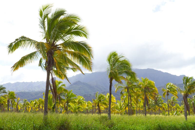 Hawaii Palm Tree Coconut Farm Stock Image - Image of hawaii, oahu: 29583825