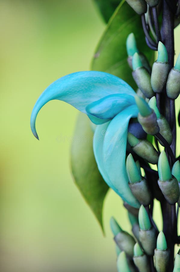 Hawaii Plants, Blue Jade Vine Stock Image - Image of philippines ...