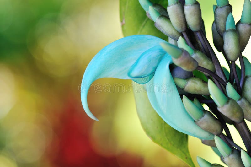 Hawaii Plants, Blue Jade Vine Stock Photo - Image of tropical, hawaii ...