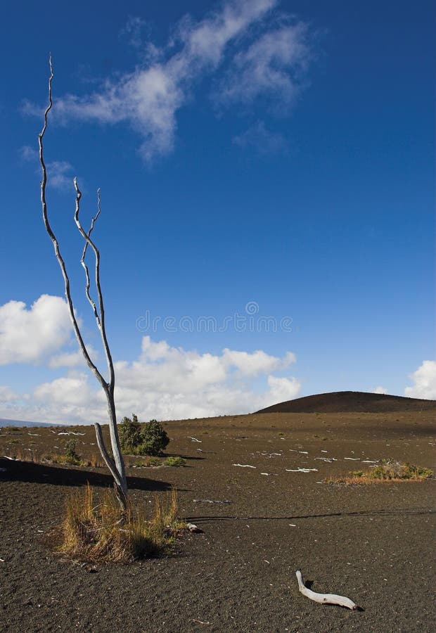 Hawaii Volcanoes National Park - Devastation Trail Stock Image - Image ...