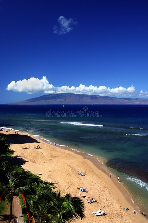 Koki Beach Palm stock image. Image of koki, beach, tropical - 1659189