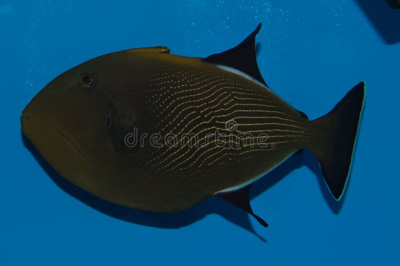 Hawaiian Black Triggerfish stock image. Image of brown - 98754849