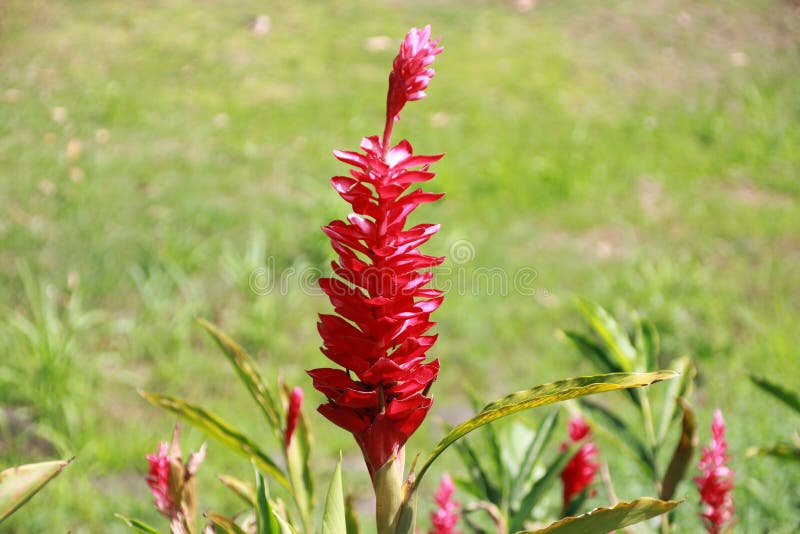 Hawaiian Flower stock image. Image of tree, hawaiian - 158804499