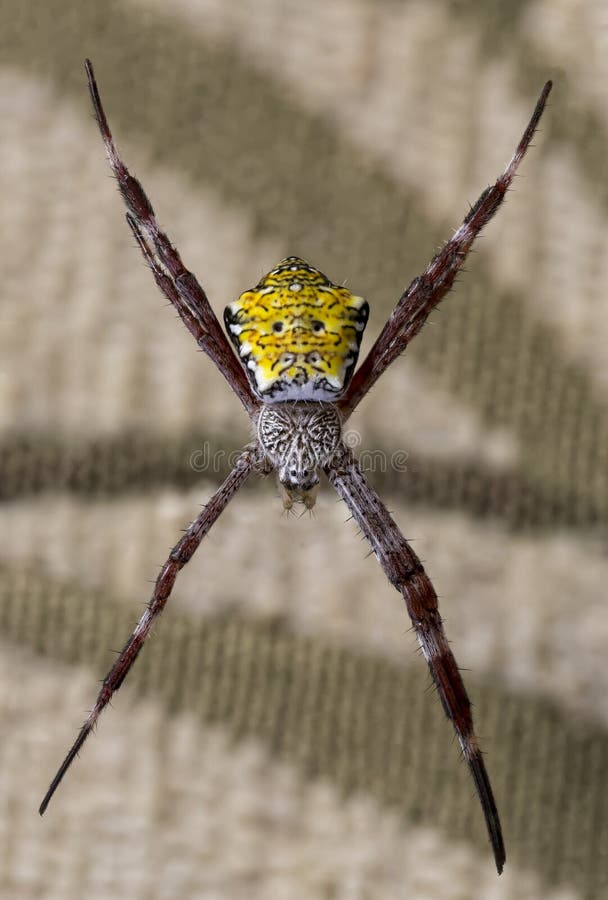 Hawaiian Garden Spider stock image. Image of hawaiian - 38091139