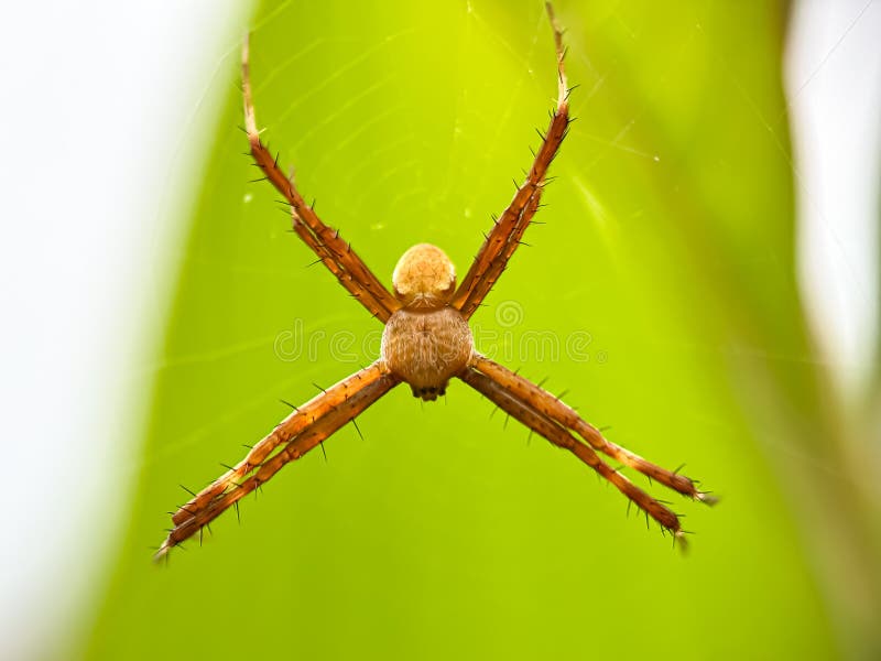 The Hawaiian Garden Spider (Argiope Appensa) Stock Image - Image of ...