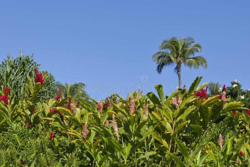 Hawaiian Ginger Garden stock photo. Image of green, pink - 25034522