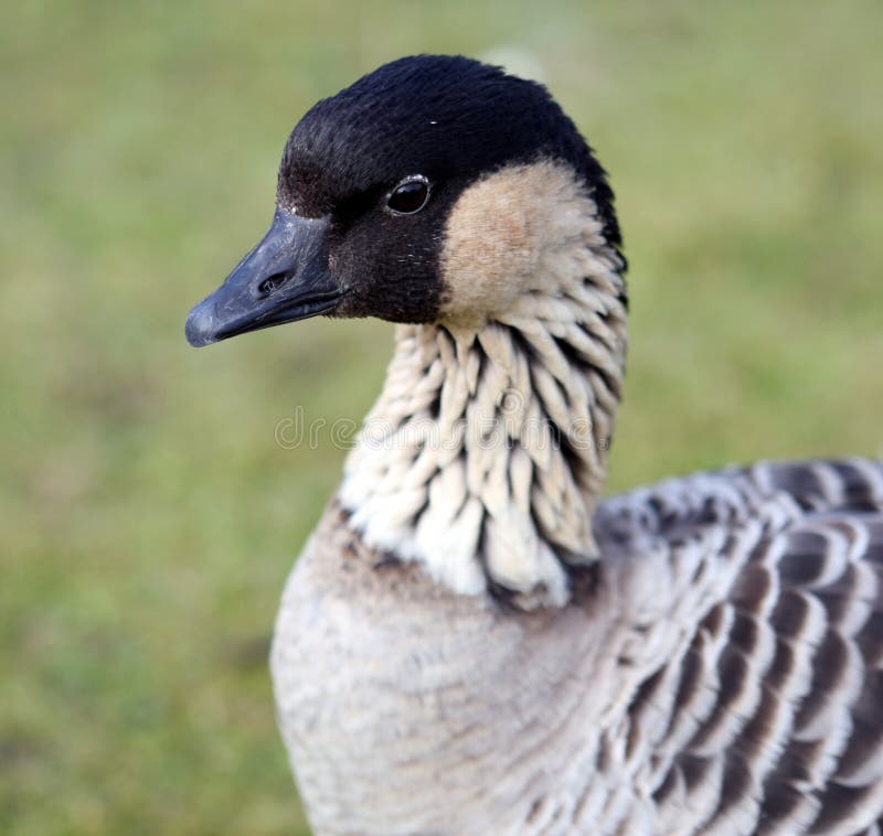 Hawaiian Nene Goose stock photo. Image of kauai, goose - 26387670