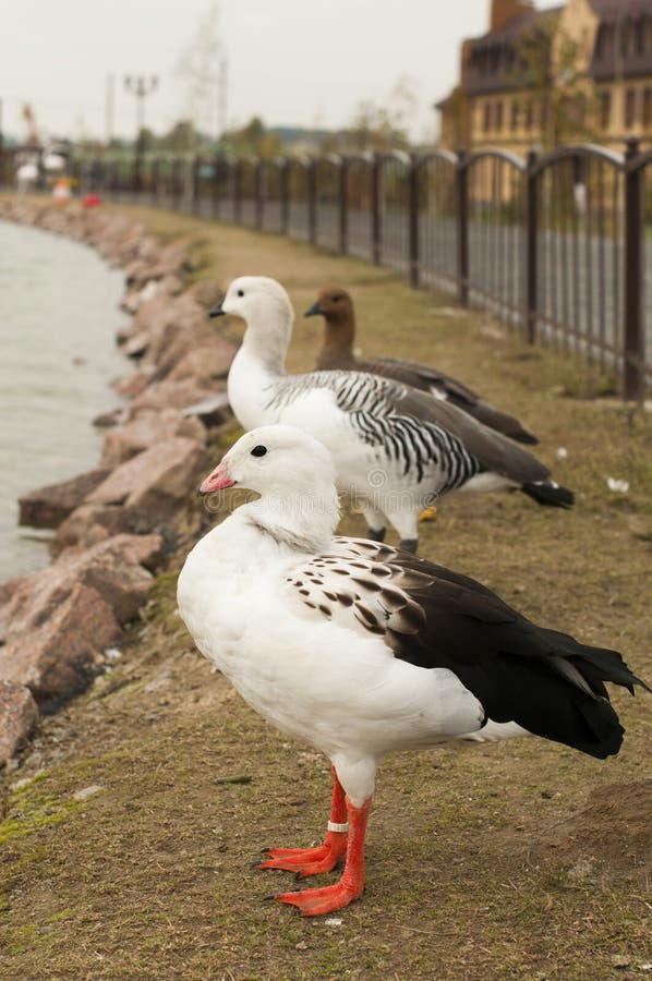 Hawaiian Goose stock photo. Image of body, water, fledgling - 81599410