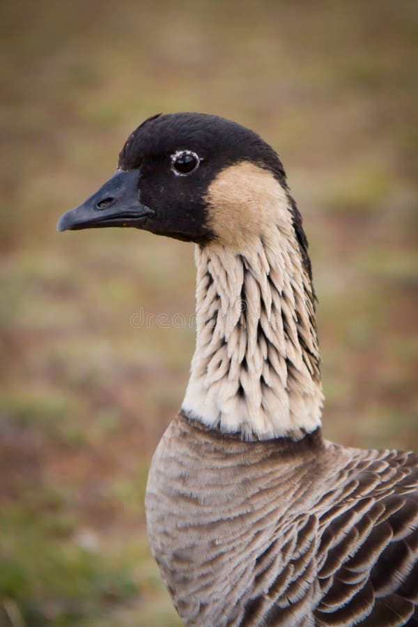 Hawaii Extinct Bird Stock Photos - Free & Royalty-Free Stock Photos ...