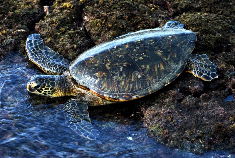 Endangered Green Back Turtle Stock Photo - Image of image, beach: 27487476