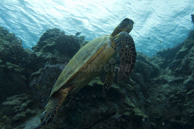 Hawaiian Green Sea Turtle stock photo. Image of honu - 26107924