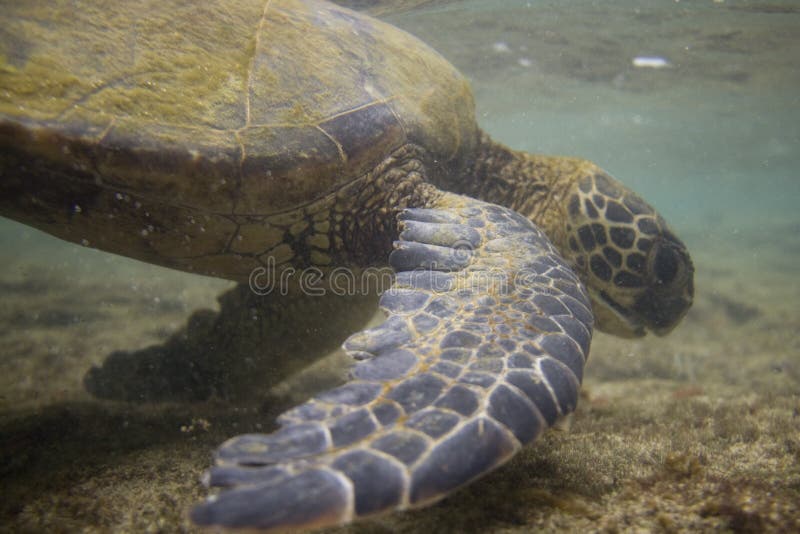 Hawaiian Green Sea Turtle 813 Stock Photo - Image of marine, reptilian ...