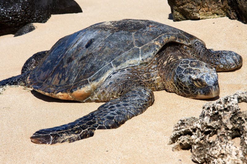 Hawaiian Green Sea Turtle Basking in the Sun. Stock Image - Image of ...