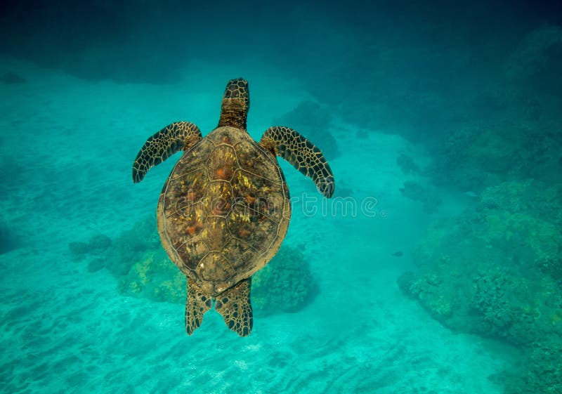 Turtle shell over reef stock photo. Image of cruises - 103632192