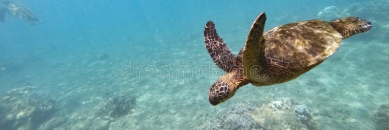 Hawaiian Green Sea Turtle stock image. Image of tropical - 274305871