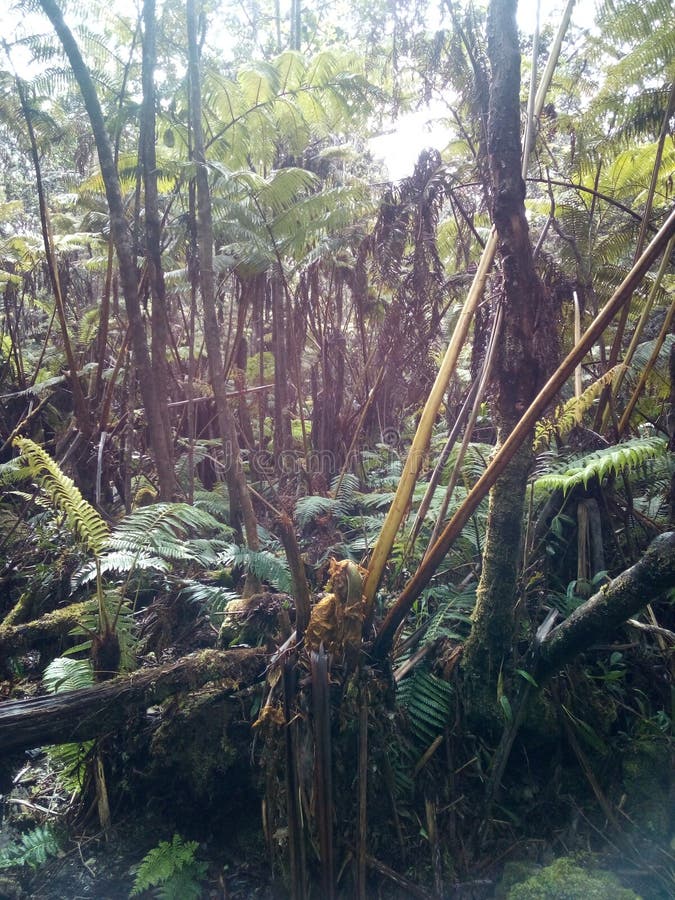 Hawaiian Hapu Fern stock photo. Image of fern, hapu - 156058838
