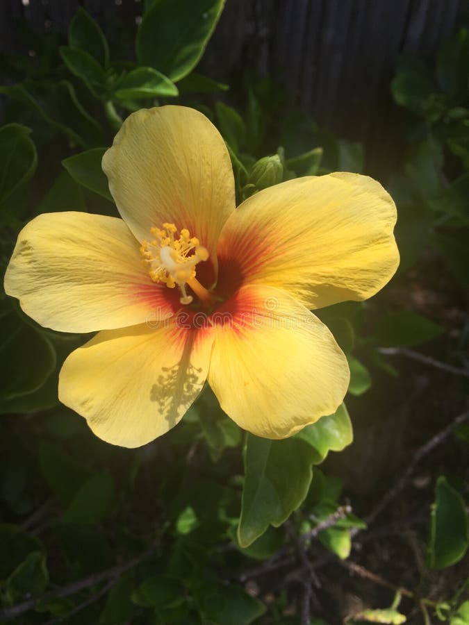 Hawaiian Hibiscus flower stock image. Image of hibiscus - 147502773