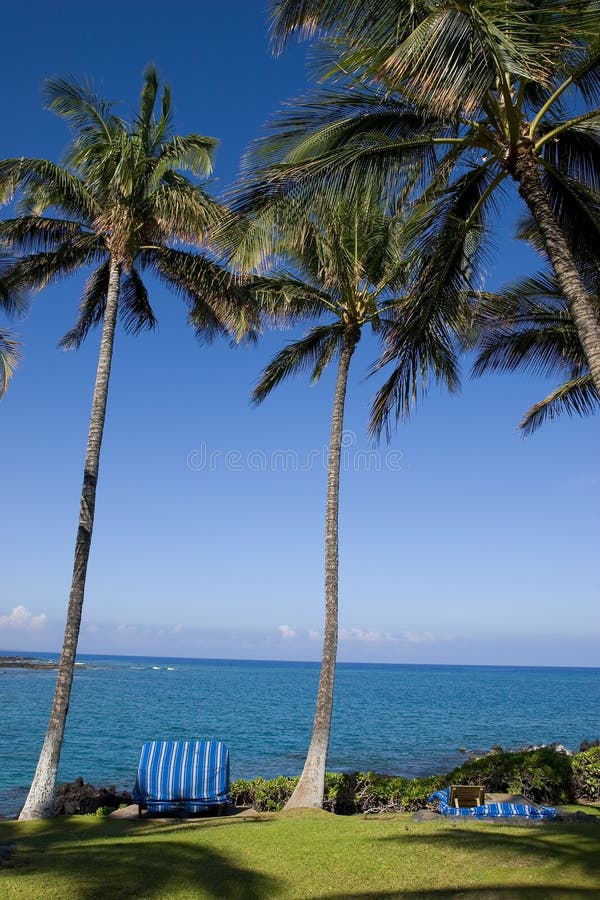 Hawaiian Palm Trees stock image. Image of tropical, palm - 2606911