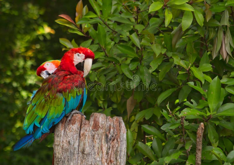 Hawaiian Parrots Stock Photos - Free & Royalty-Free Stock Photos from ...
