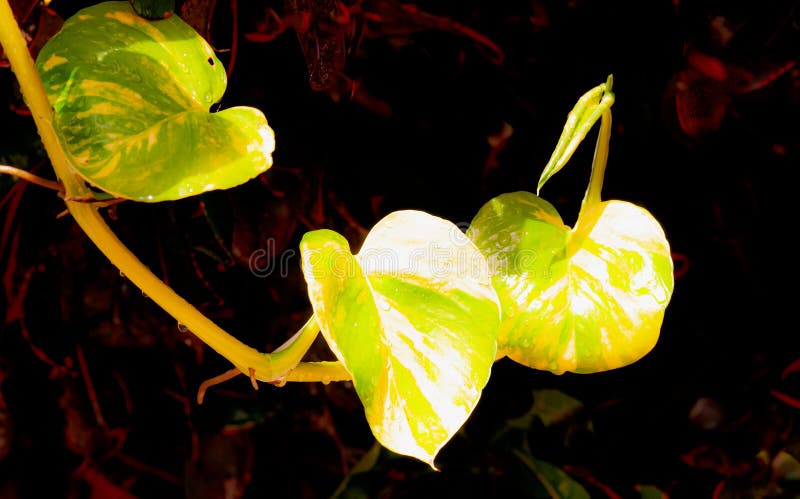 Pothos Hawaiian Stock Photos - Free & Royalty-Free Stock Photos from ...