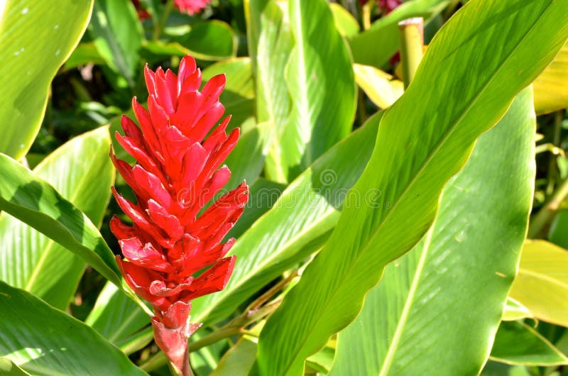 Red Ginger, Hawaiian Flower Stock Image - Image of hawaii, wild: 45602585