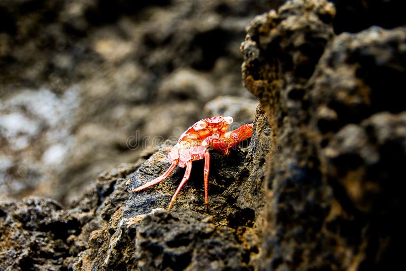 Hawaiian crab stock image. Image of hawaiian, hawaii, pacific - 228485