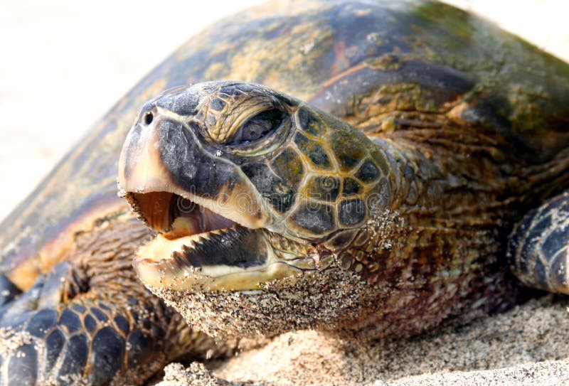 650 Turtle Open Mouth Stock Photos - Free & Royalty-Free Stock Photos ...