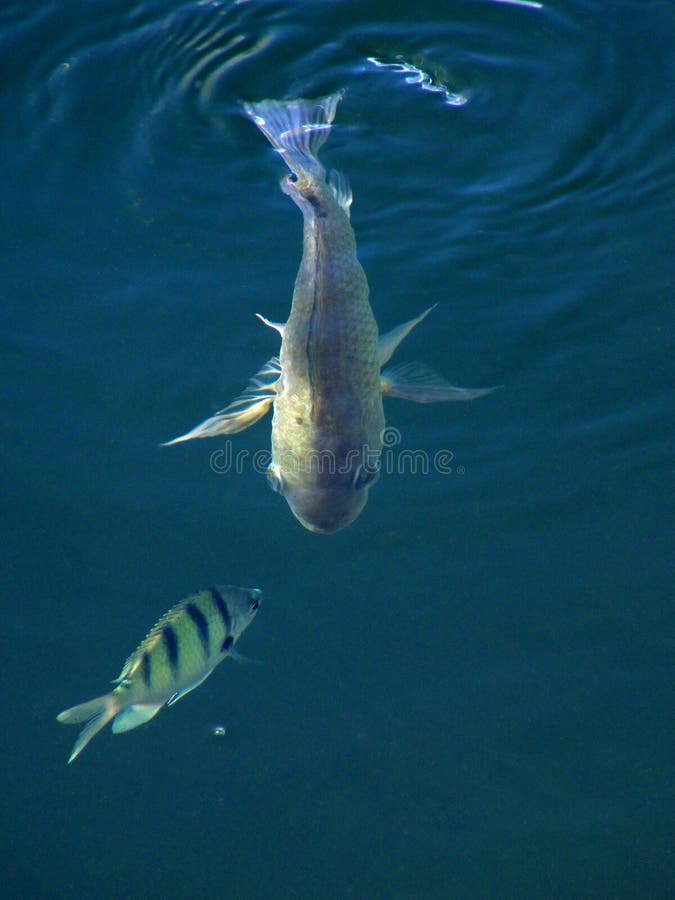 Hawaiian Sergeant Damselfish Juvenile Pair (mamo) Stock Image - Image ...