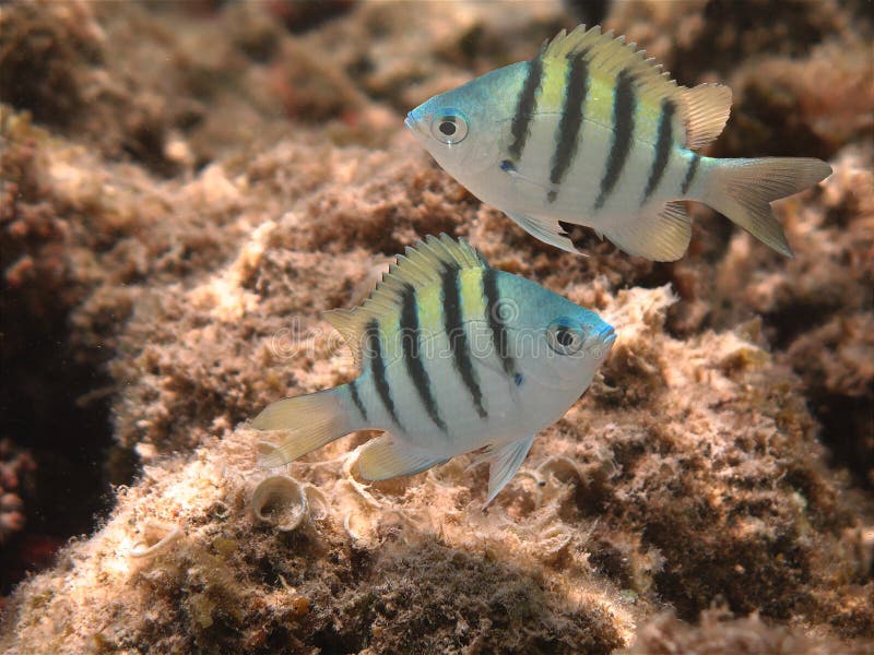 Hawaiian Sergeant Damselfish Juvenile Pair (mamo) Stock Image - Image ...