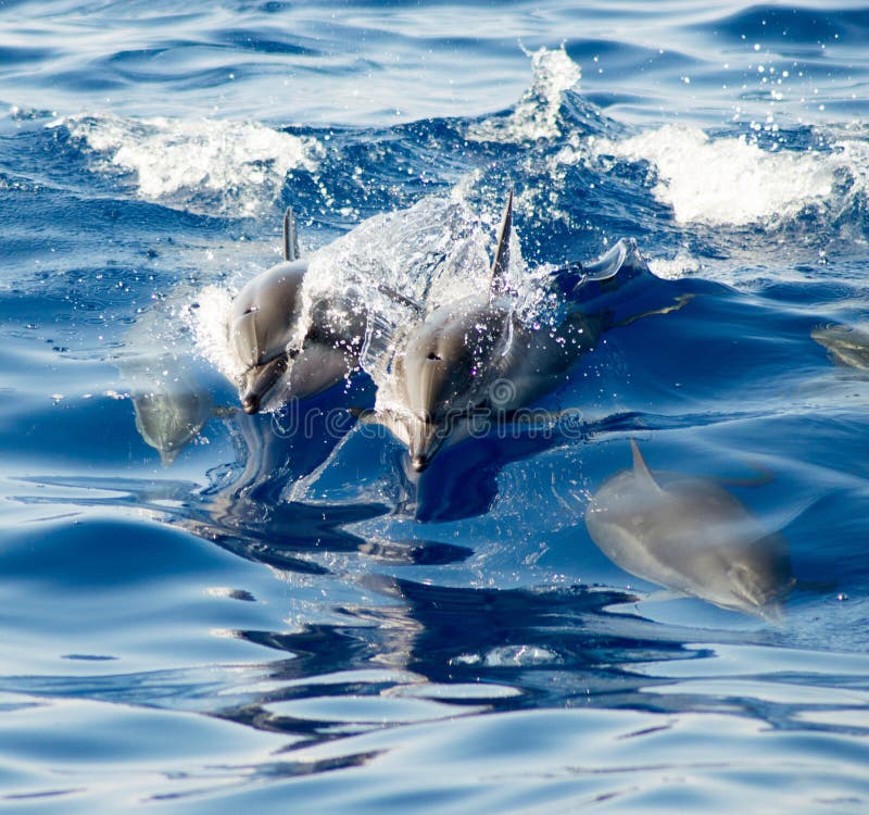 Hawaiian Spinner Dolphins stock photo. Image of wake - 66002624