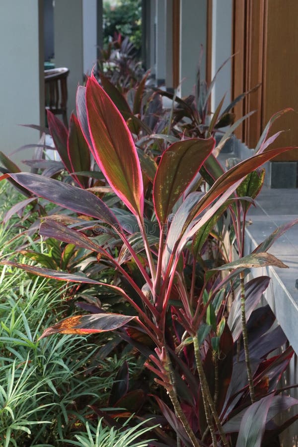 Hawaiian Ti Plant Far Shot in the Garden Stock Image - Image of cactus ...