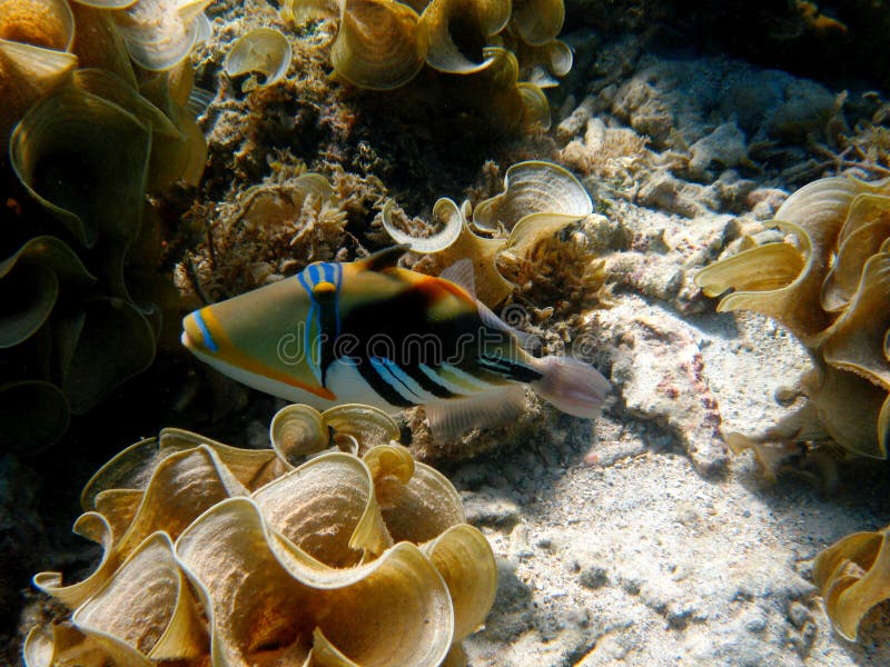 Hawaiian Triggerfish stock photo. Image of pacific, islands - 106736052