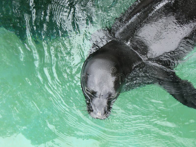 Hawaiische Mönchs-Robbe Auf Einem Sandy-Strand Stockbild - Bild von ...