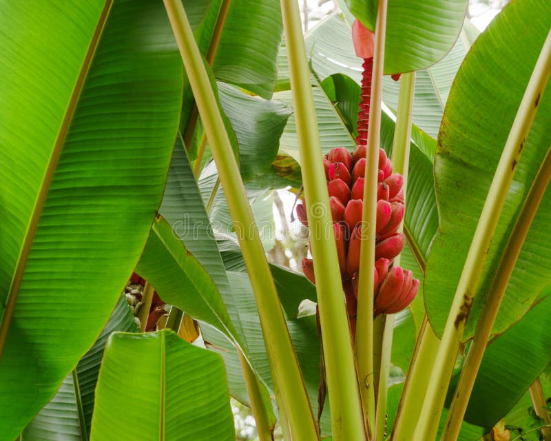 Bananenstaude Mit Einem Bündel Roten Bananen Stockbild - Bild von blume ...