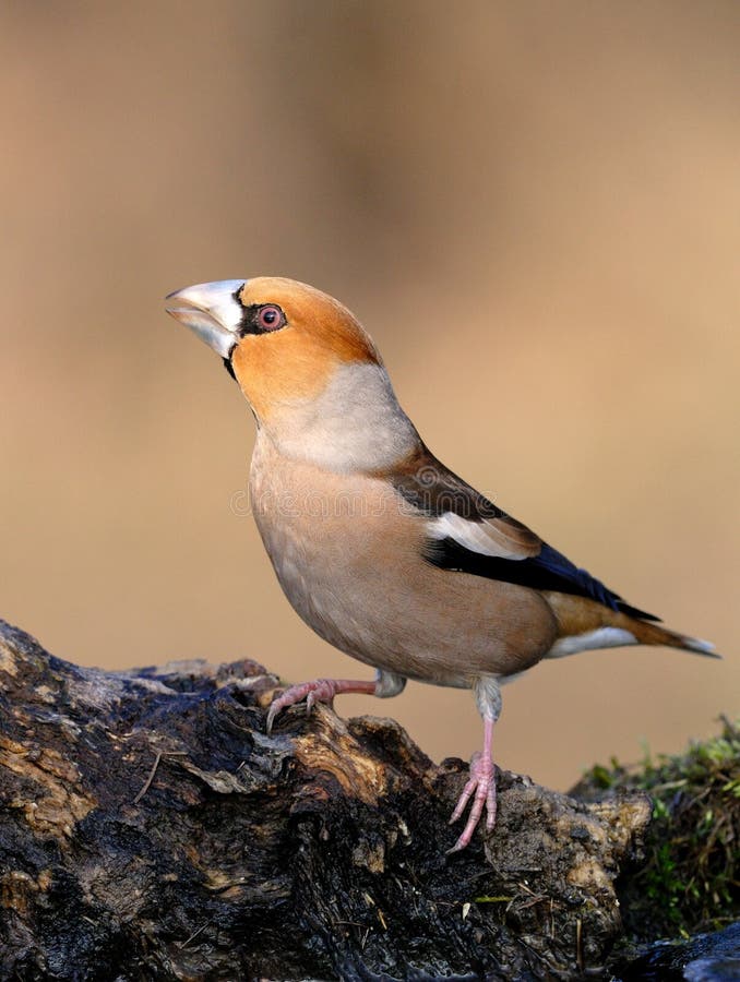 Hawfinch stock photo. Image of warbler, portrait, tree - 8552674