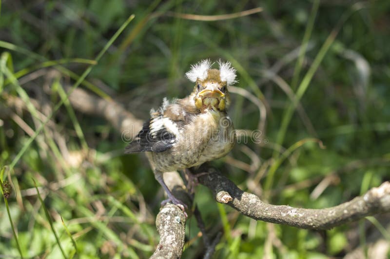 Hawfinch baby on branch stock photo. Image of bird, europe - 55424148