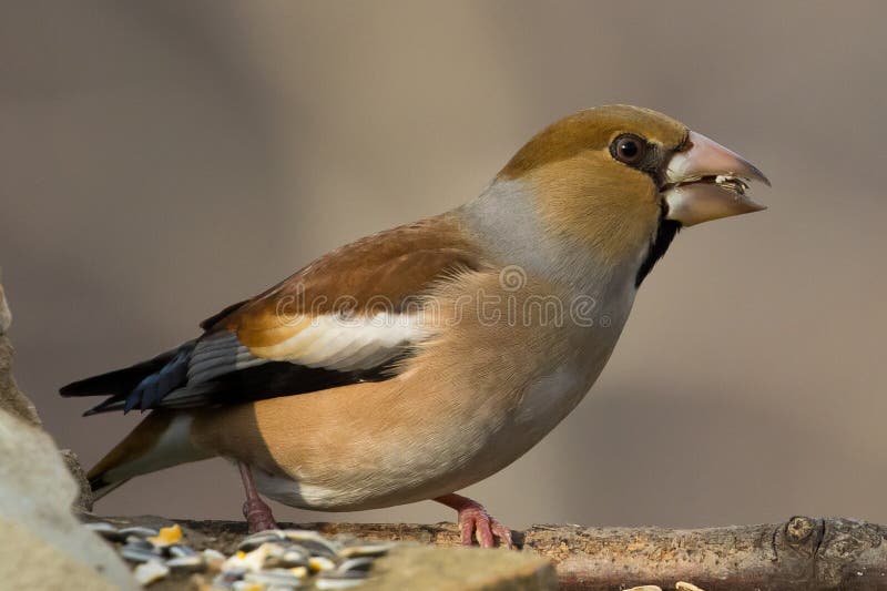 Hawfinch bird stock photo. Image of garden, cold, hawfinch - 107601010