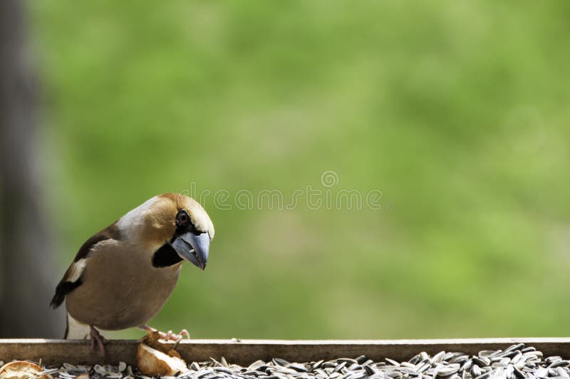 Hawfinch bird stock image. Image of hawfinch, coccothraustes - 30956765