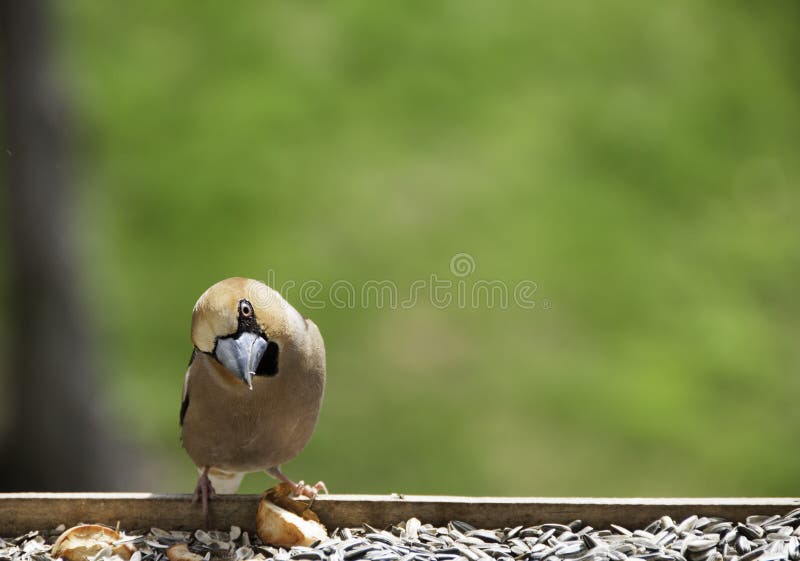 Hawfinch bird stock image. Image of eating, hawfinch - 30956777