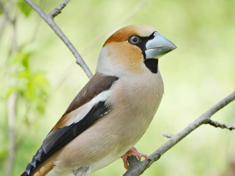 Hawfinch stock photo. Image of wildlife, portrait, spring - 112699748