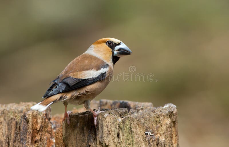 Coccothraustes Coccothraustes, Hawfinch, Sitting on a Tree Stump ...