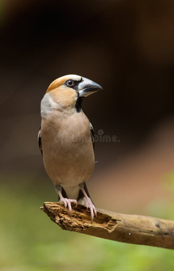 Hawfinch (Coccothraustes Coccothraustes) Stock Image - Image of grey ...