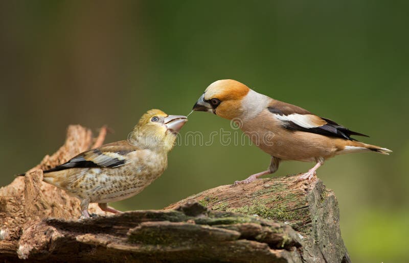 Hawfinch (Coccothraustes Coccothraustes) Stock Image - Image of sharp ...