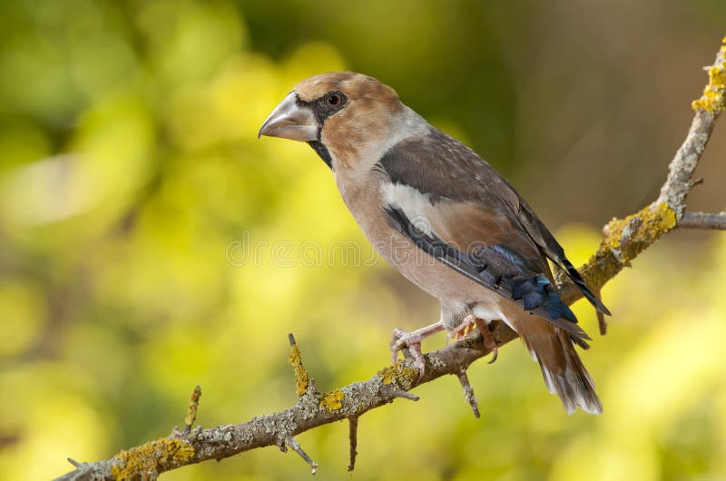 Hawfinch (Coccothraustes Coccothraustes) Stock Photo - Image of colored ...
