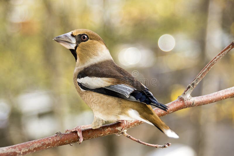 Hawfinch (Coccothraustes Coccothraustes) Stock Photo - Image of spring ...