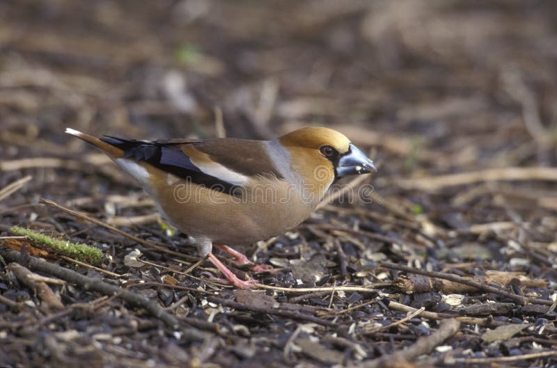 Hawfinch, Coccothraustes Coccothraustes Stock Image - Image of british ...