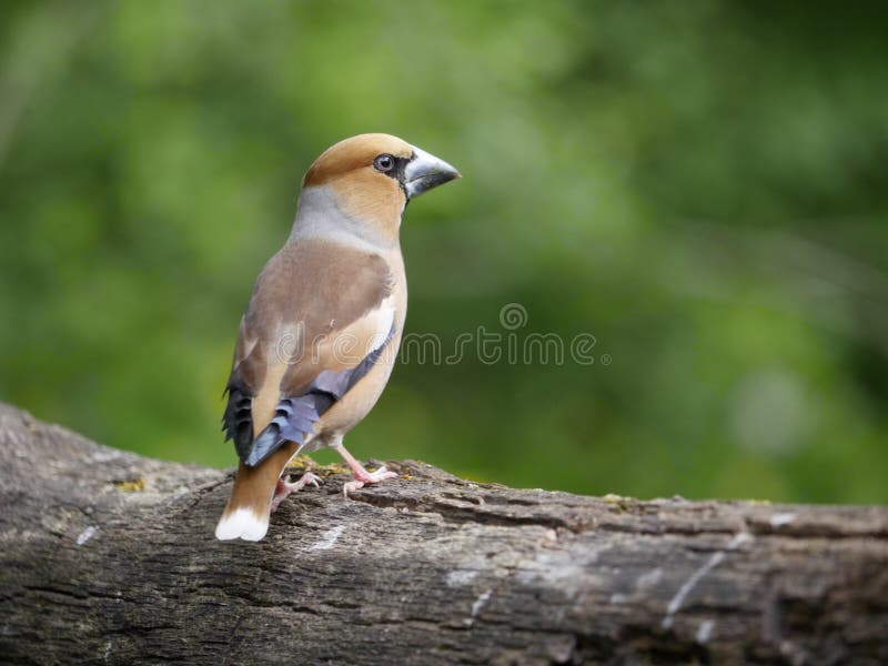 Hawfinch, Coccothraustes Coccothraustes Stock Photo - Image of ...
