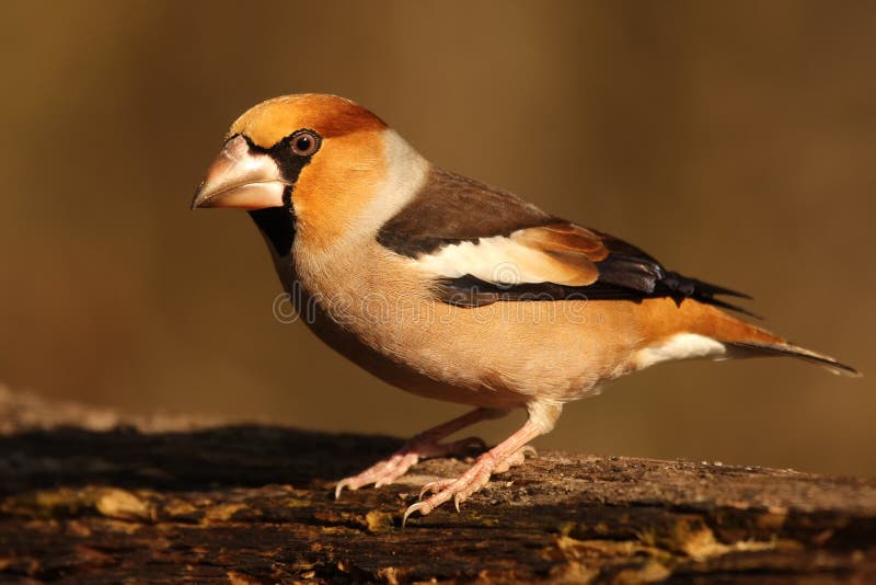 Hawfinch stock photo. Image of hortobaiexcl, europe, brown - 95258318