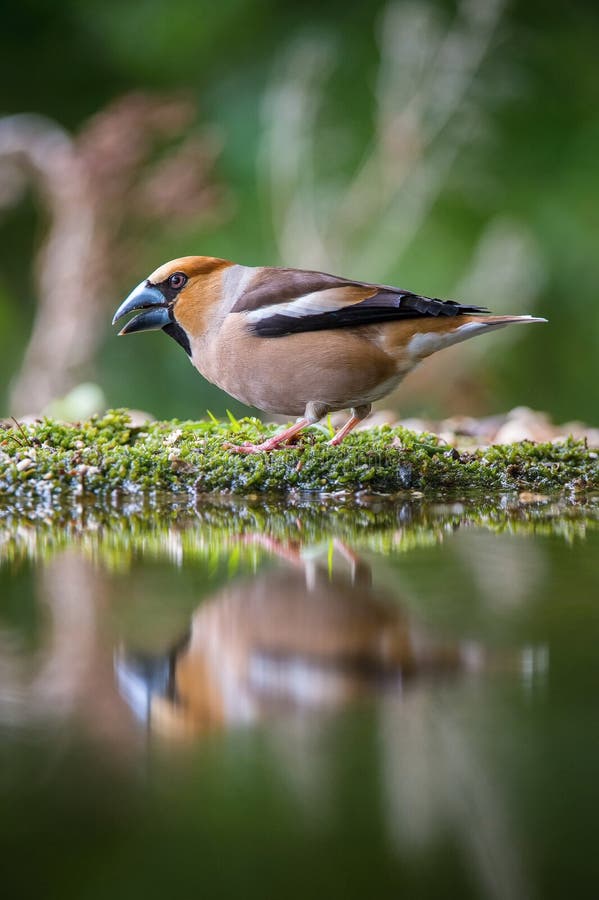 The Hawfinch, Coccothraustes Coccothraustes Stock Image - Image of ...