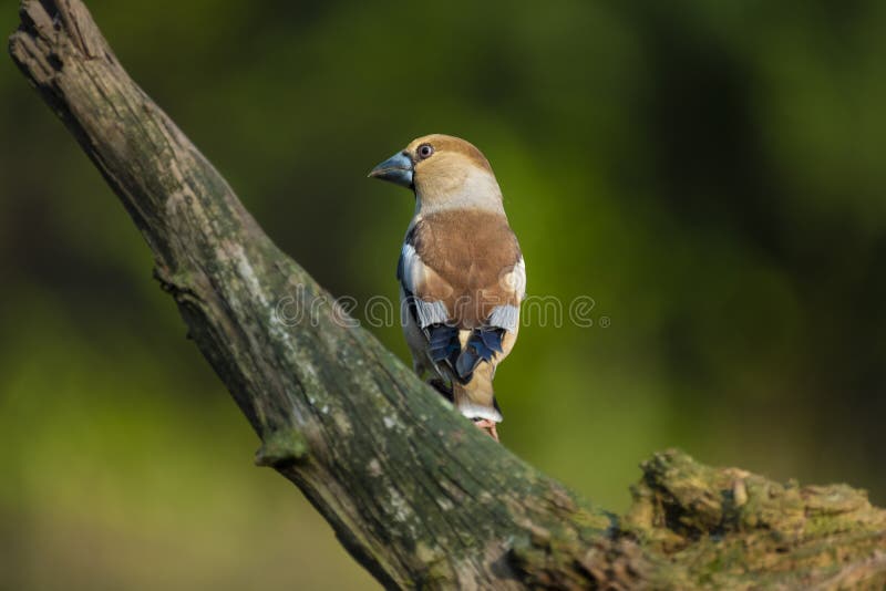 Hawfinch, Coccothraustes Coccothraustes, Einzelner Vogel Stockfoto ...